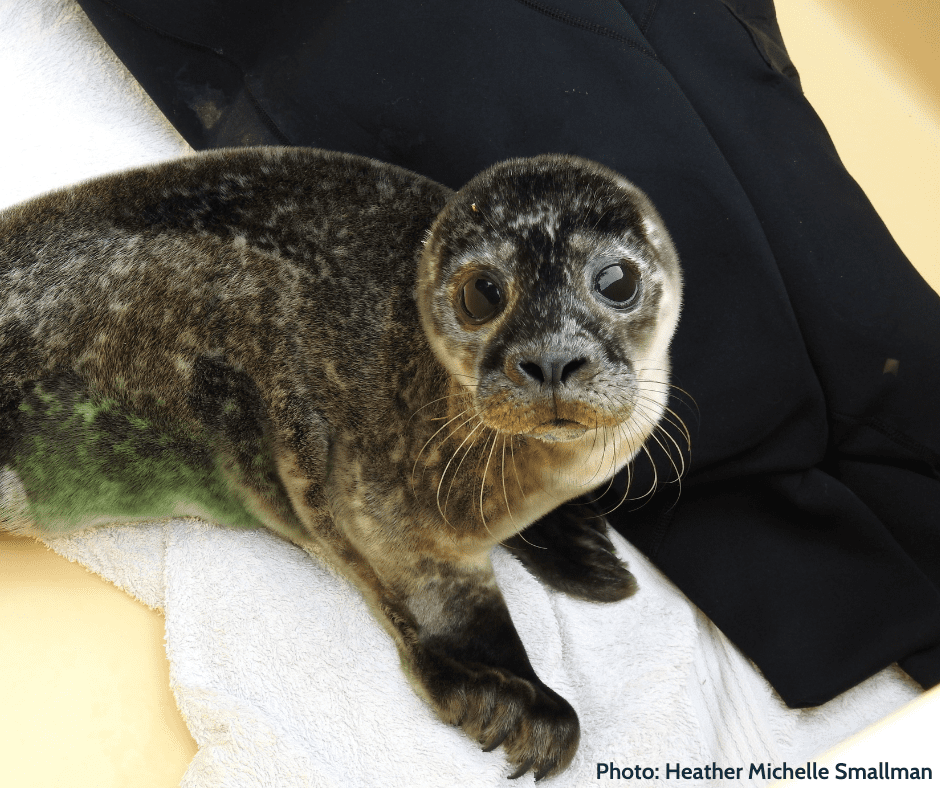 Dublin Zoo joins effort to help Ireland’s seals - Dublin Zoo