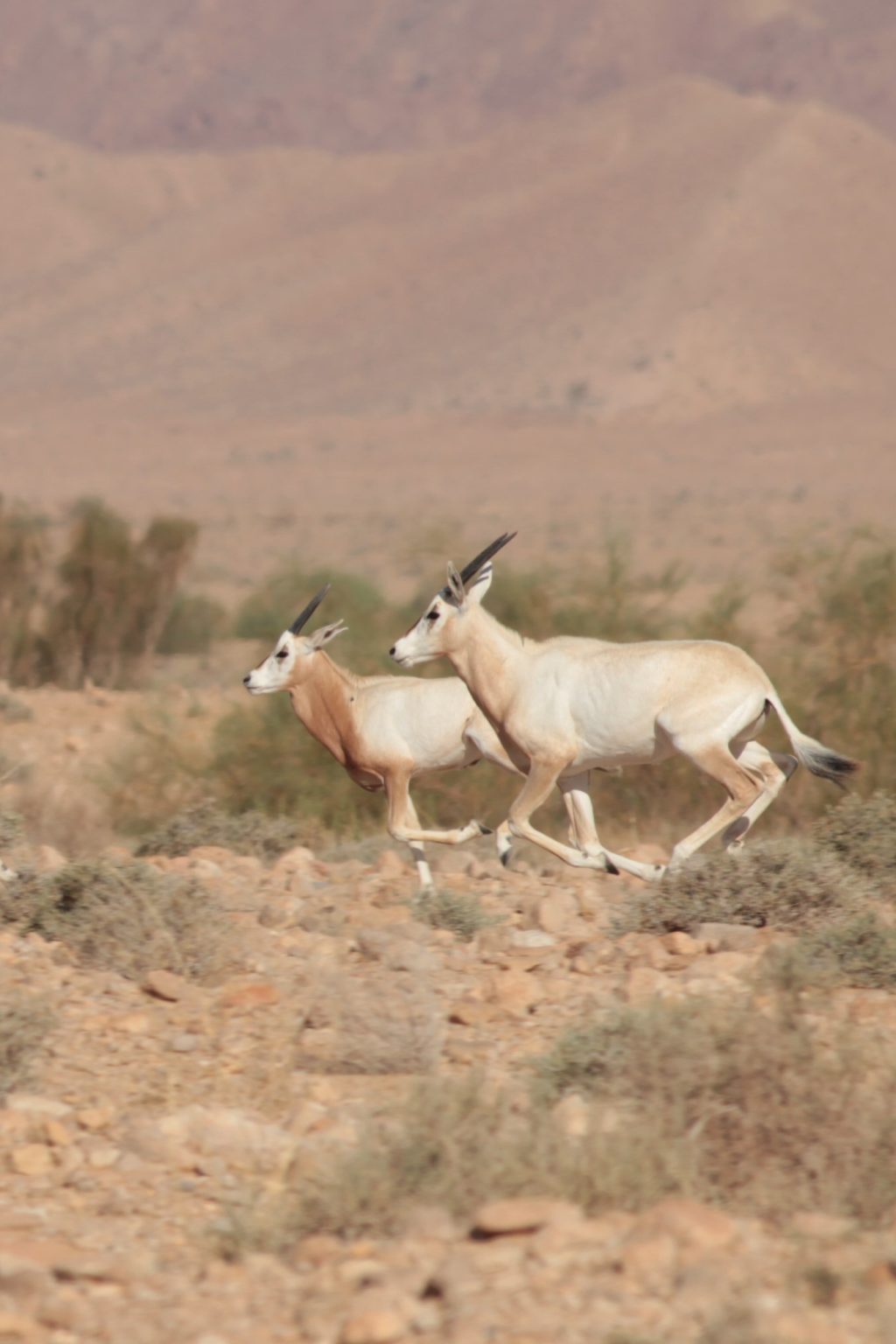 Conservation Success: Scimitar-horned oryx downlisted to ‘Endangered ...
