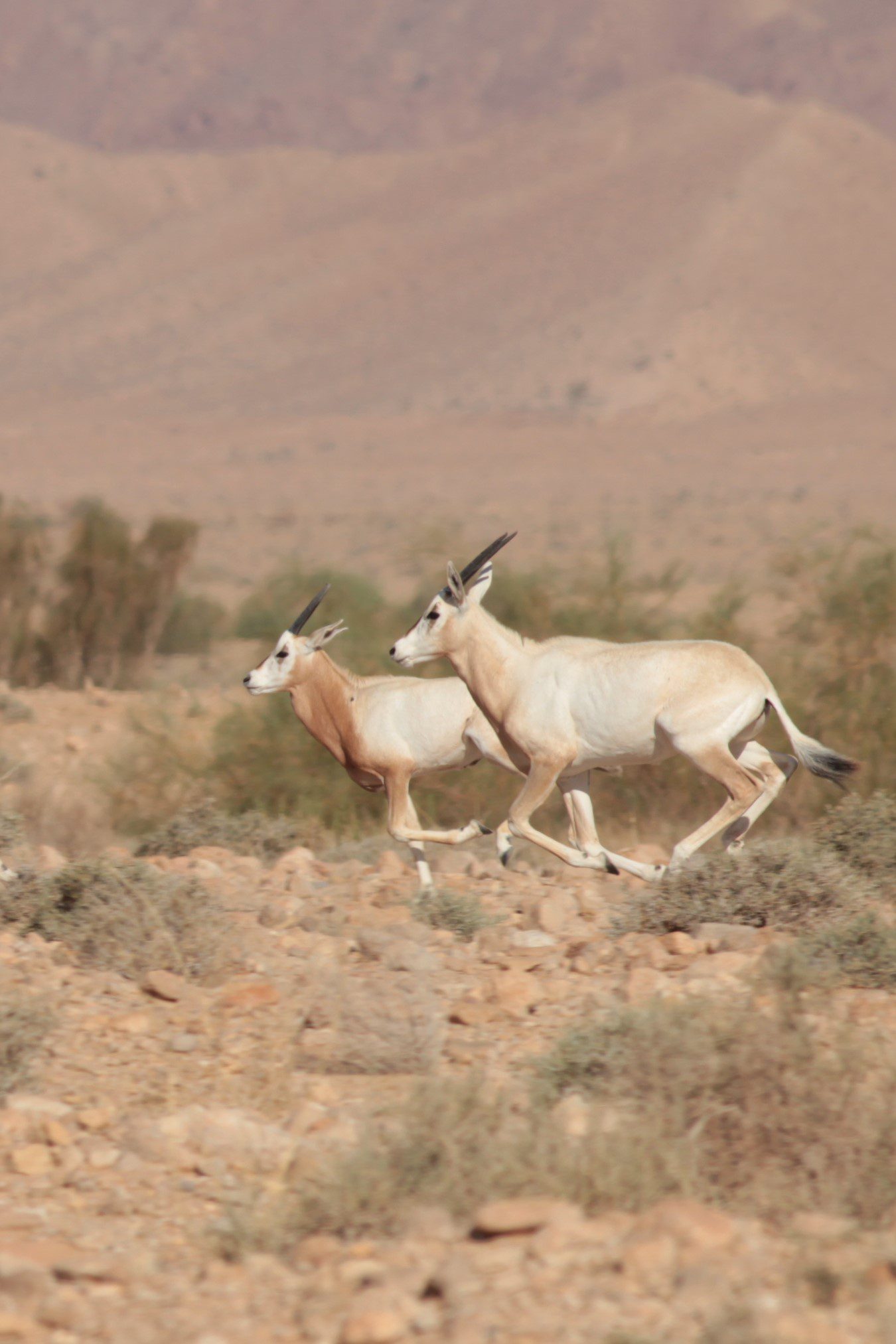 Conservation Success: Scimitar-horned oryx downlisted to ‘Endangered ...