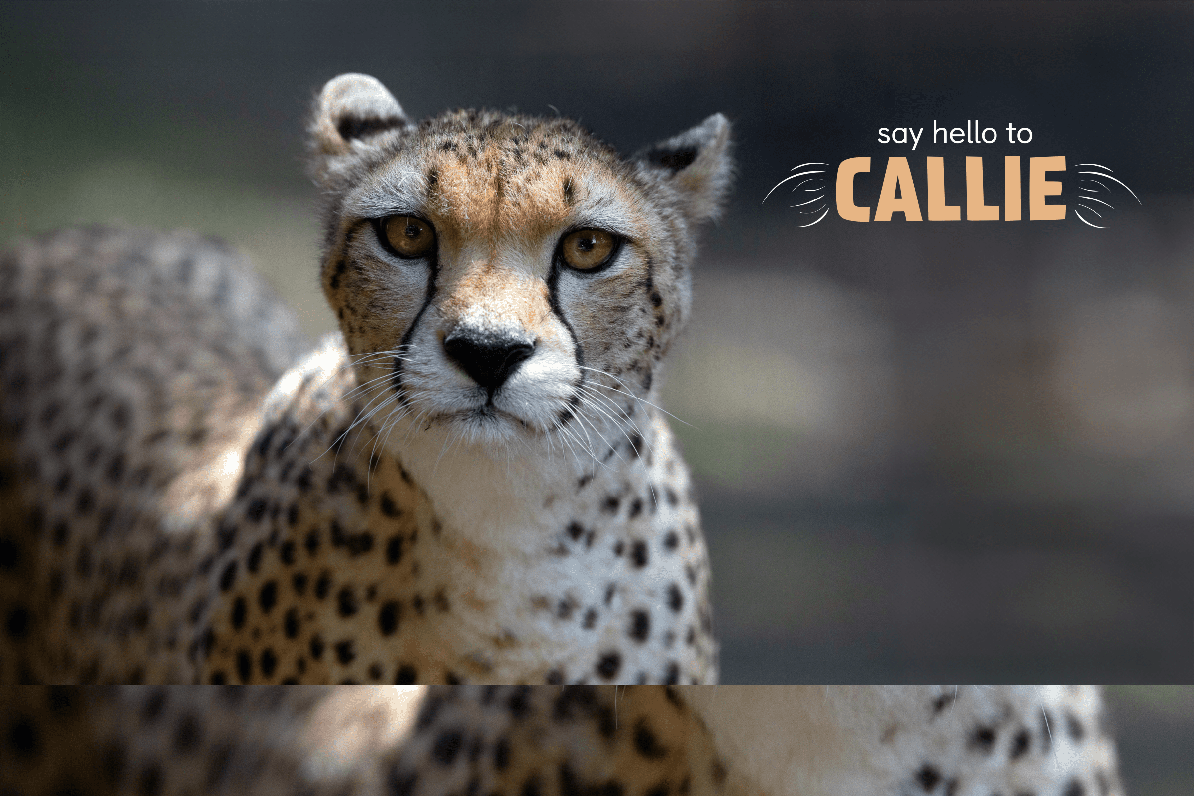 Dublin Zoo - One of The Most Popular Attractions in Ireland