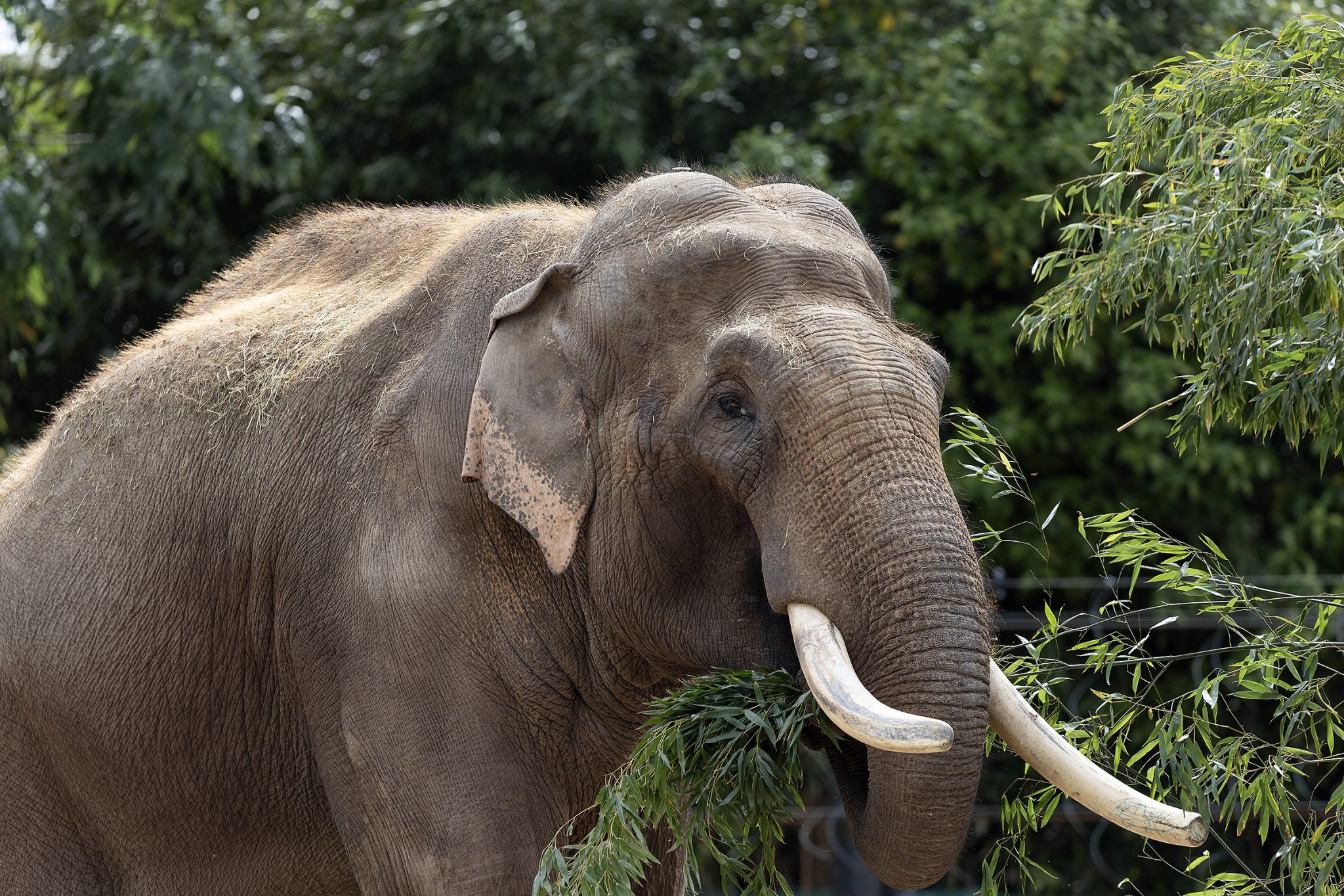 Tonnes of Excitement! Asian elephant bull Aung Bo arrives at Dublin Zoo ...