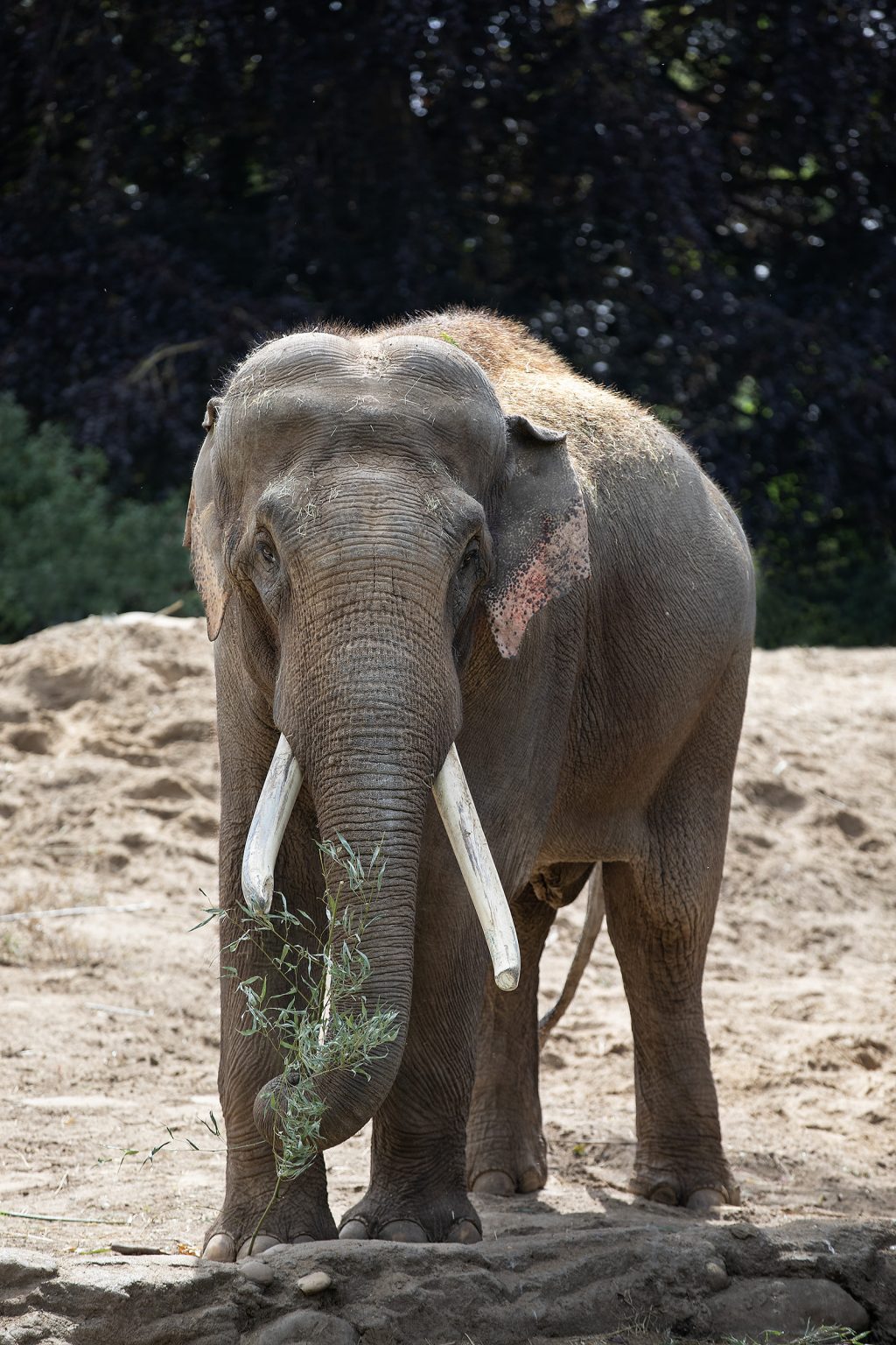 Tonnes of Excitement! Asian elephant bull Aung Bo arrives at Dublin Zoo ...