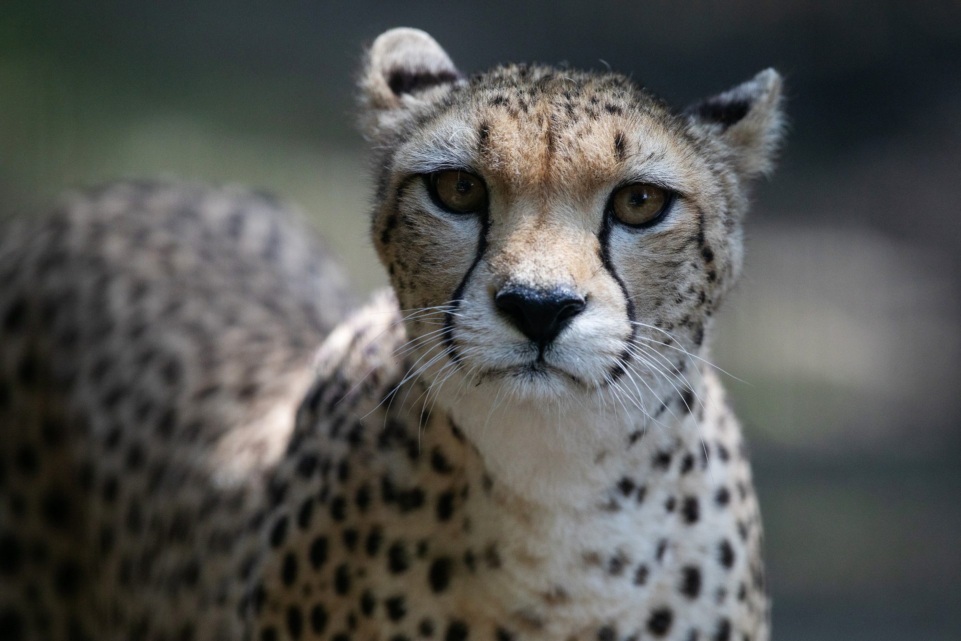 Big Cat, Spotted! Dublin Zoo welcomes first cheetah arrival since 2004 - Dublin Zoo