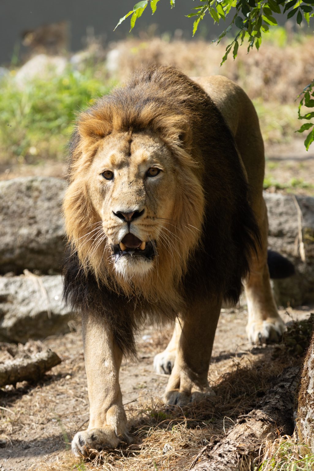 Animals You’ll Discover at Dublin Zoo - Dublin Zoo