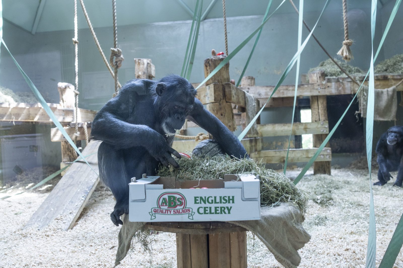 Dublin Zoo pays tribute to beloved chimpanzee Betty - Dublin Zoo