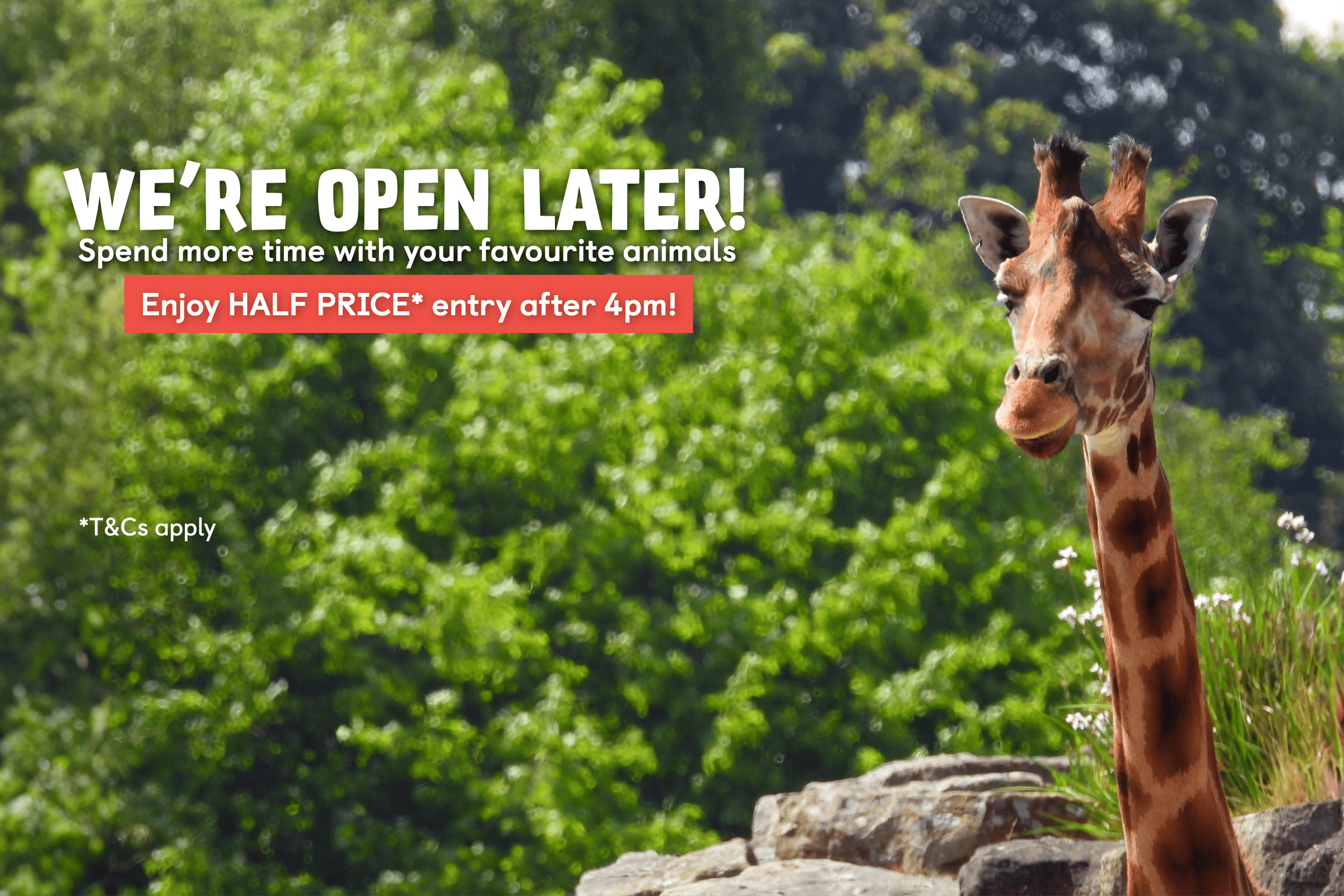 Dublin Zoo - One of The Most Popular Attractions in Ireland