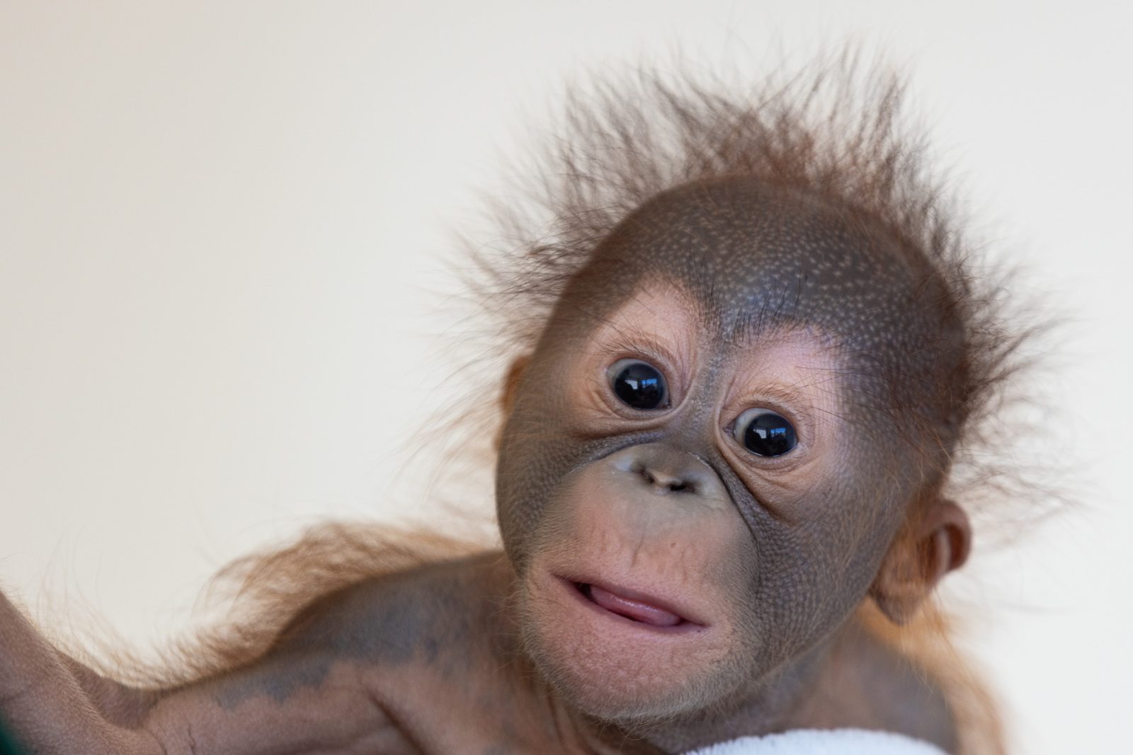 Sibu Junior turns 2 months old! - Dublin Zoo