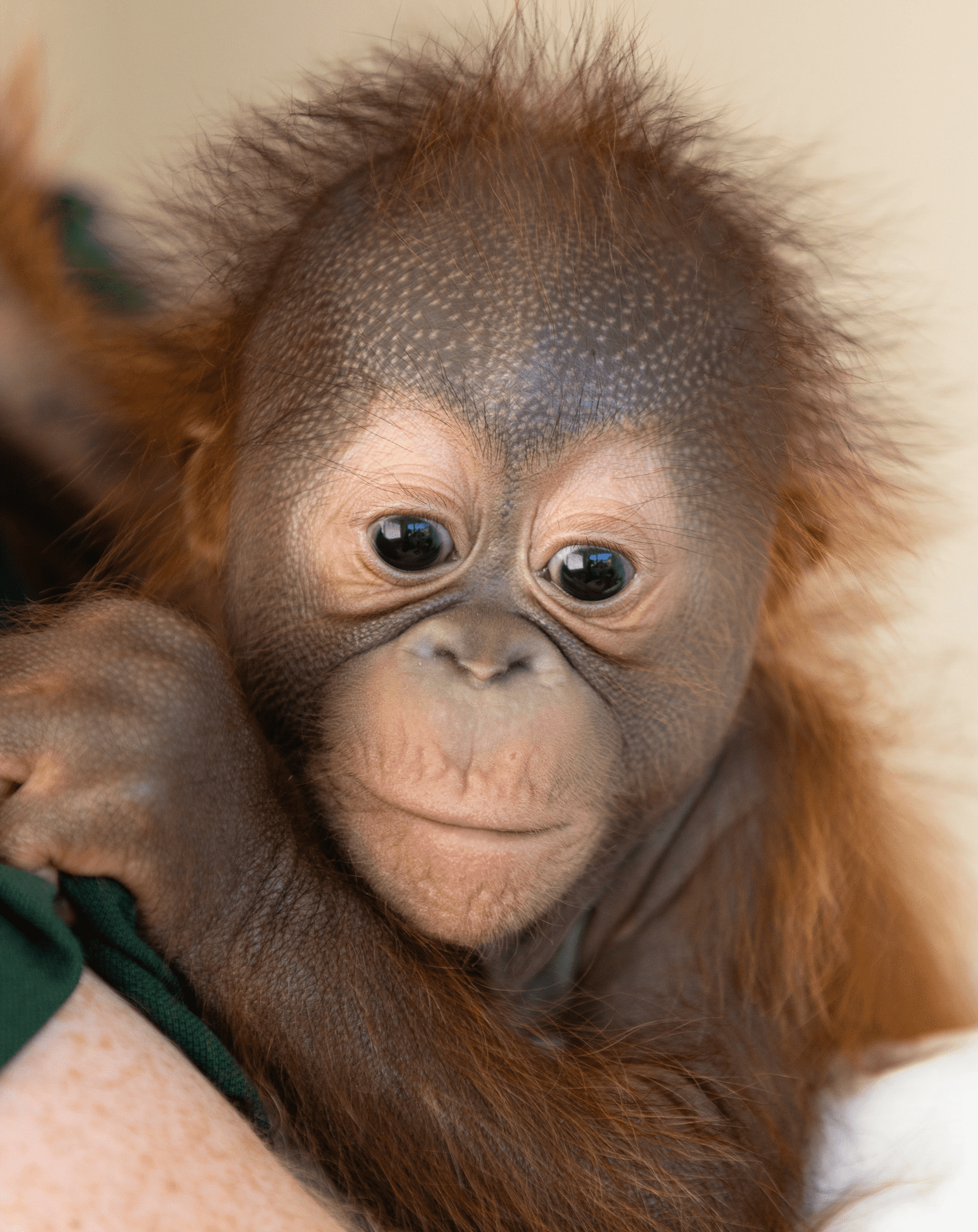 Sibu Junior turns 2 months old! - Dublin Zoo