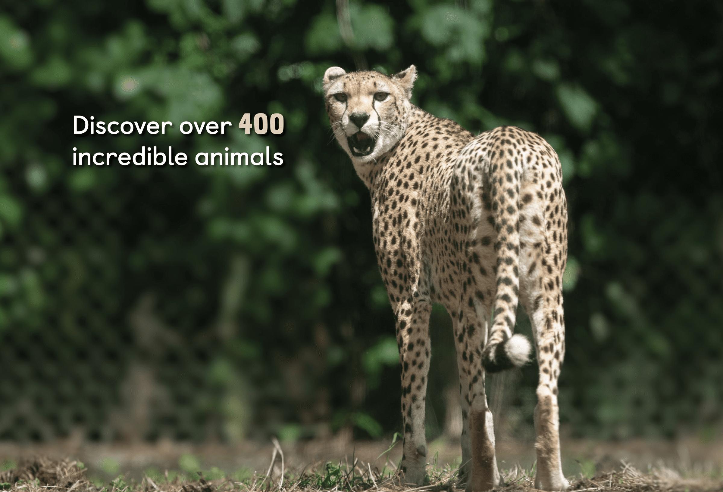 Dublin Zoo - One of The Most Popular Attractions in Ireland