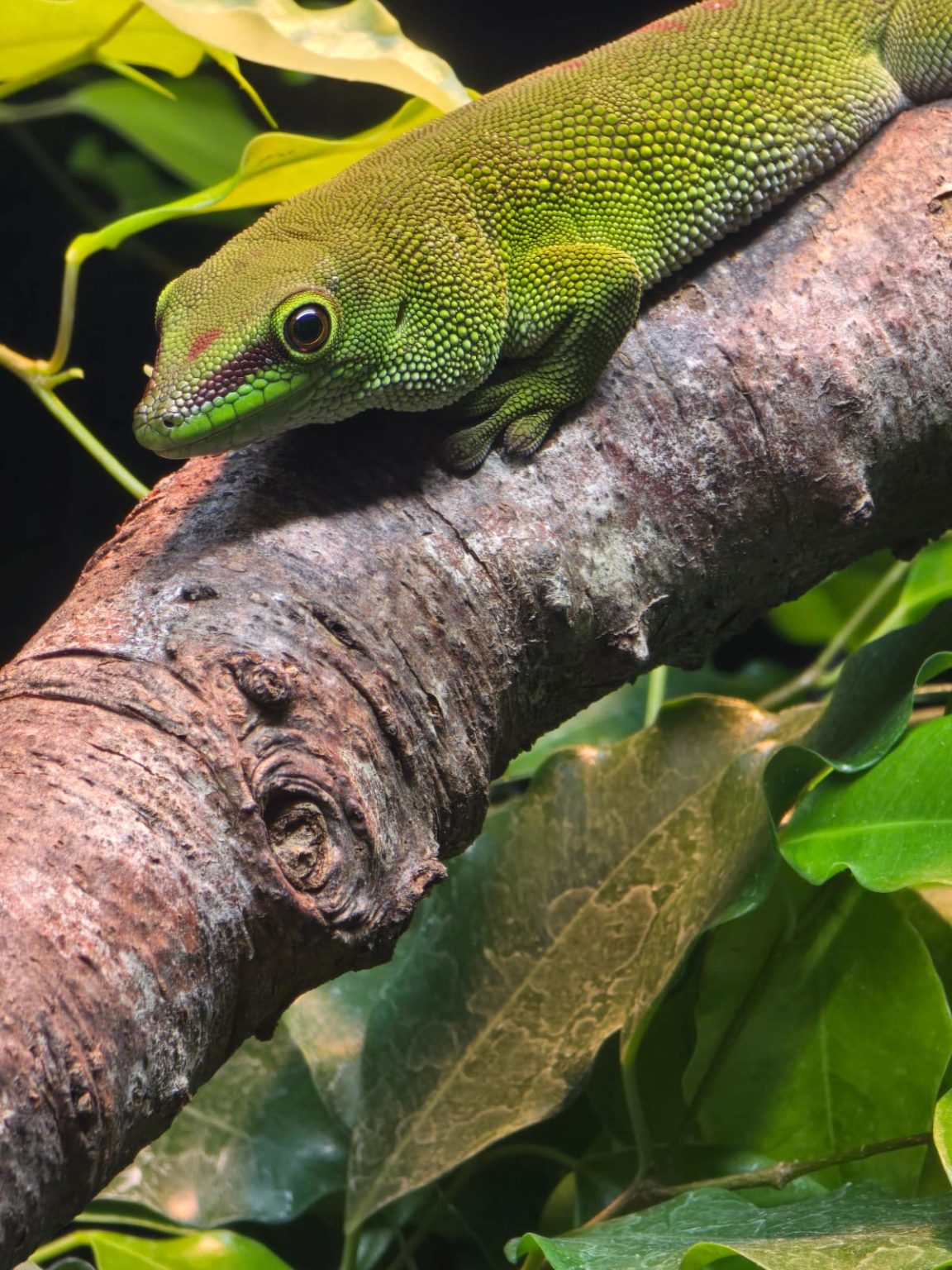 Madagascar giant day gecko - Dublin Zoo