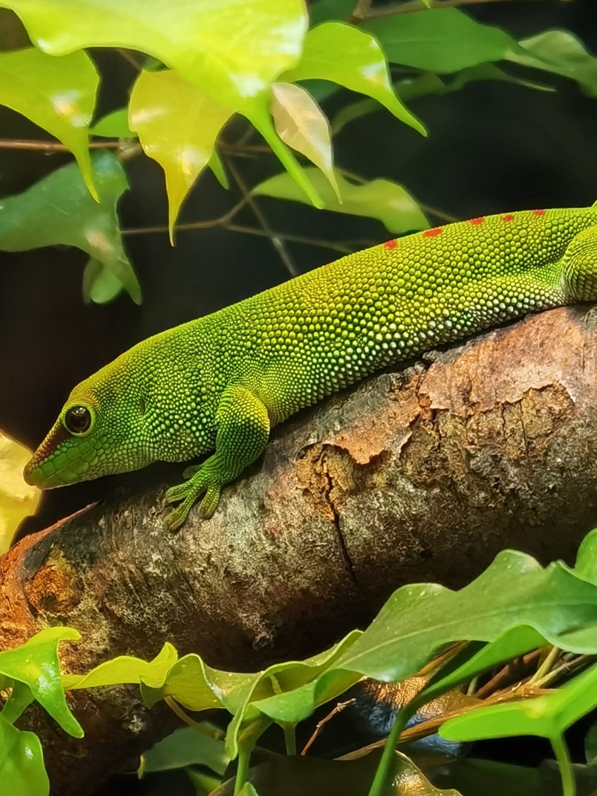 Madagascar giant day gecko - Dublin Zoo