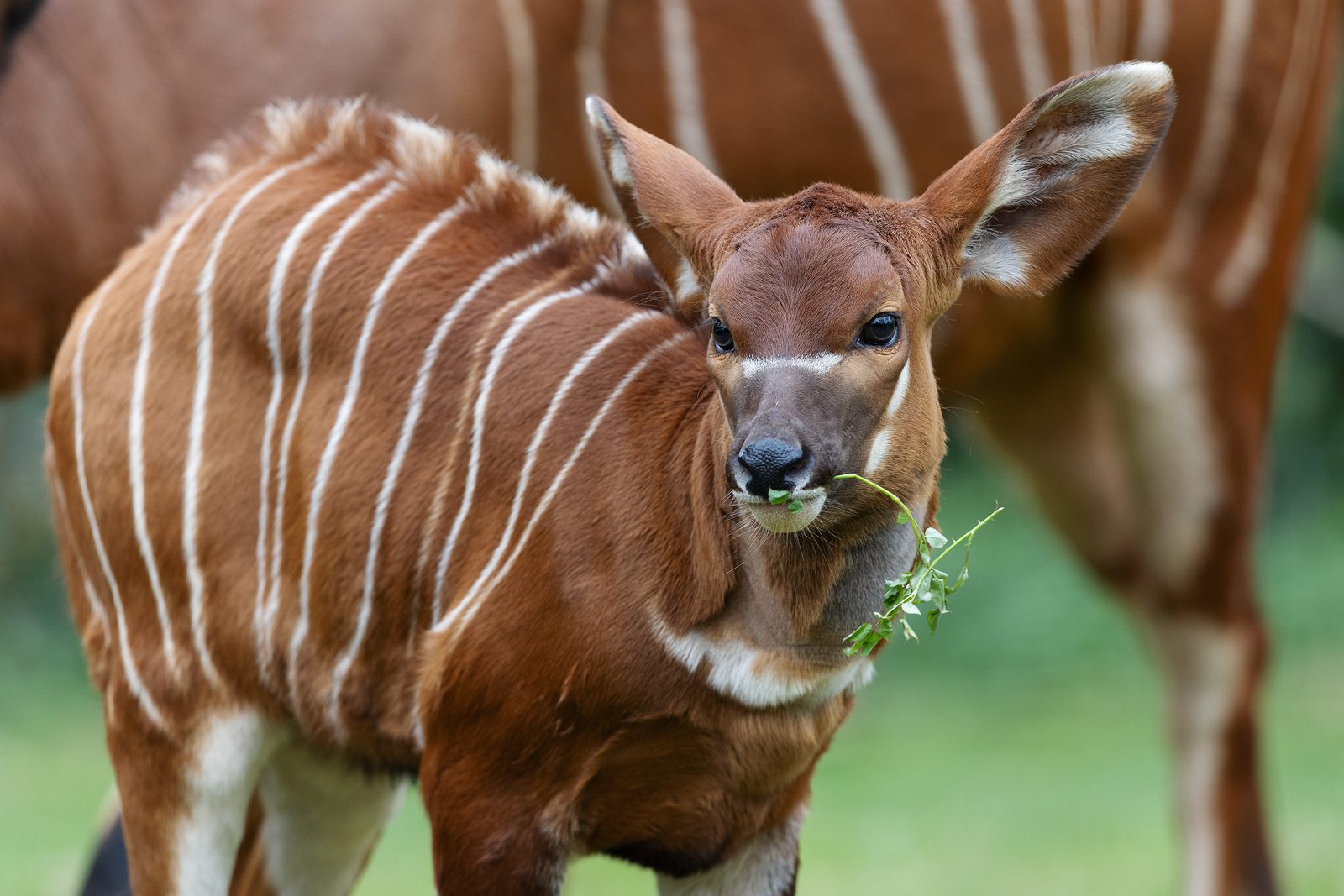 Critically Endangered Bongo Calf Born at Dublin Zoo - Dublin Zoo