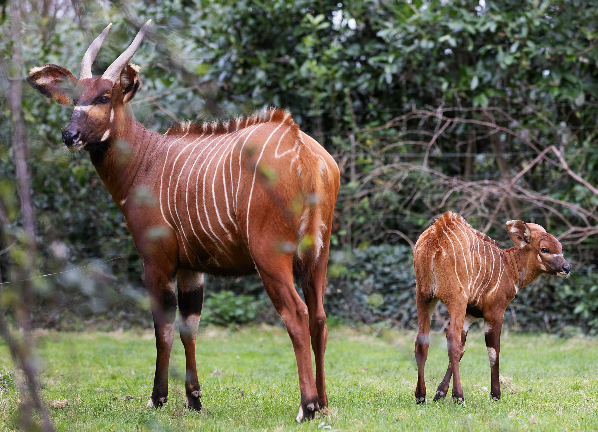 Bongo - Dublin Zoo