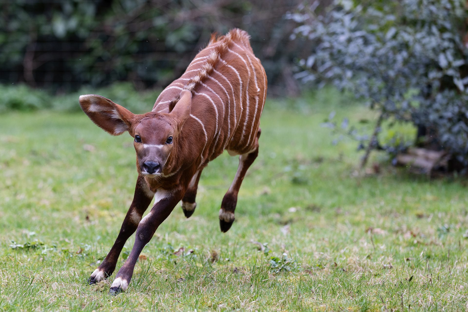 Critically Endangered Bongo Calf Born at Dublin Zoo - Dublin Zoo