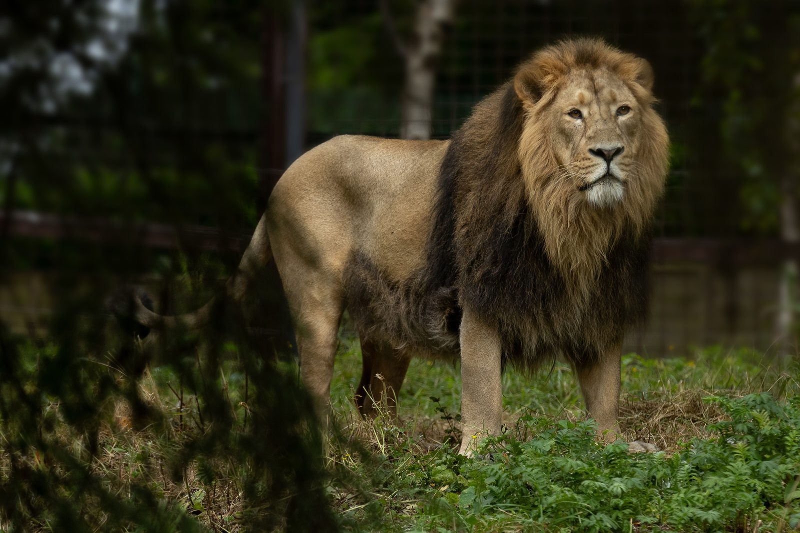 Asian lion ISL Keeper Talk - Dublin Zoo