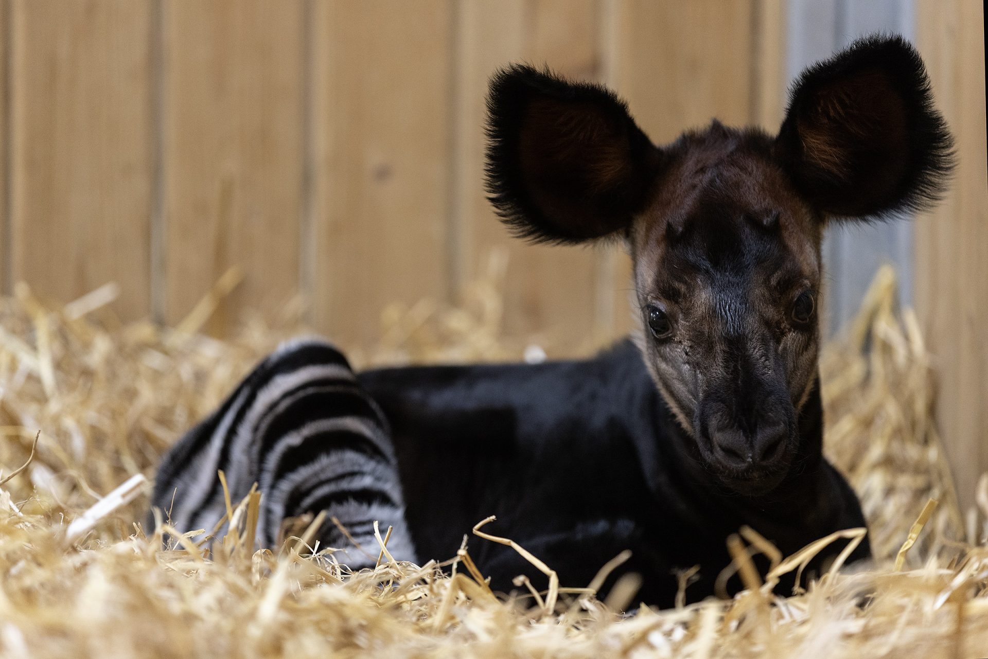 Dublin Zoo Celebrates Birth of Endangered Okapi Calf - Dublin Zoo