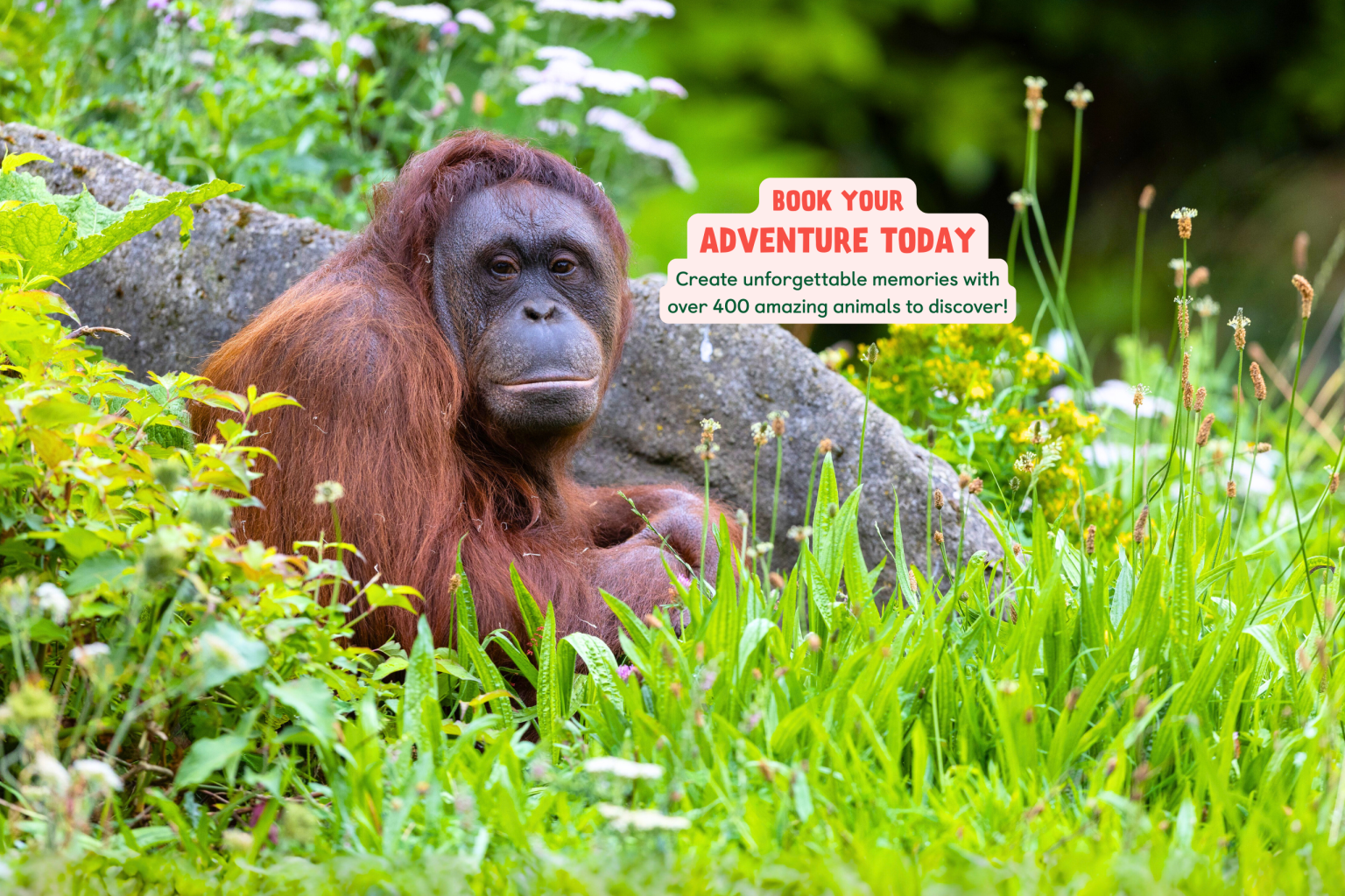Dublin Zoo | Tickets, Opening Hours & Family Days Out