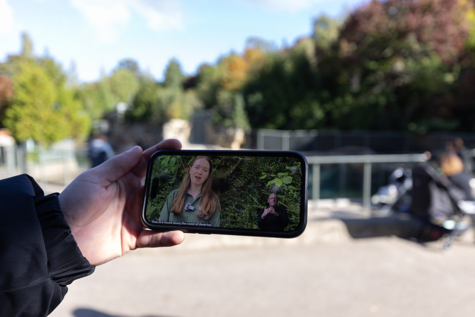Humboldt penguin ISL Keeper Talk - Dublin Zoo