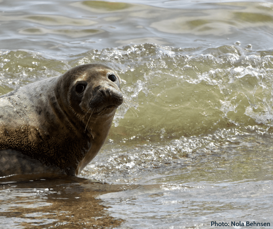 Seal Rescue Ireland - Dublin Zoo