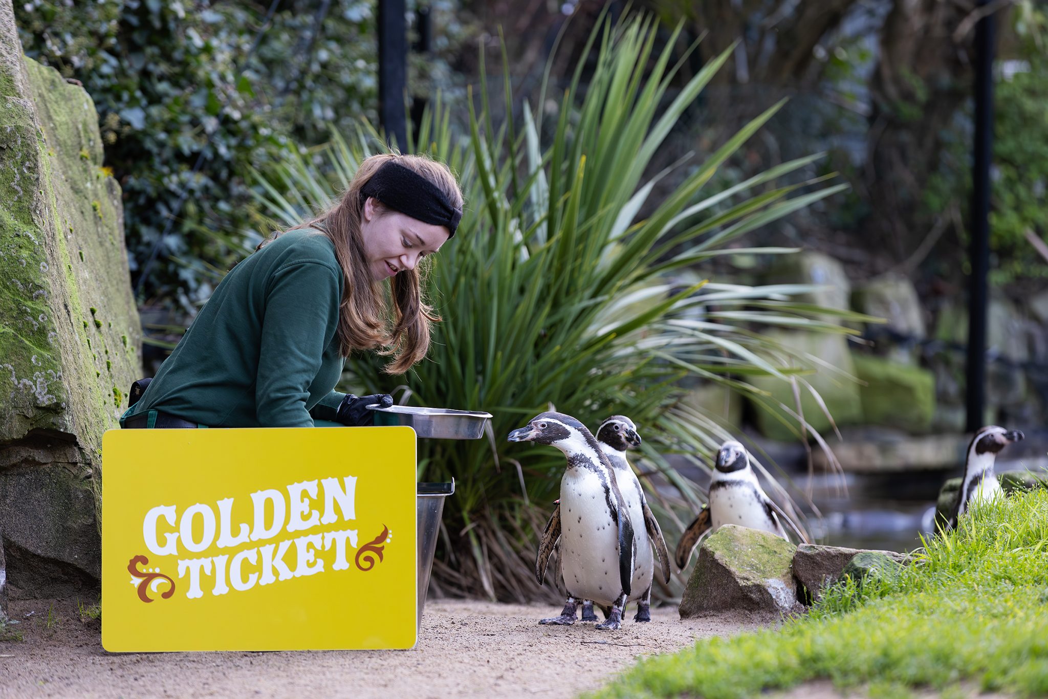 Waddle Away the Winter Blues: Dublin Zoo Golden Ticket competition ...